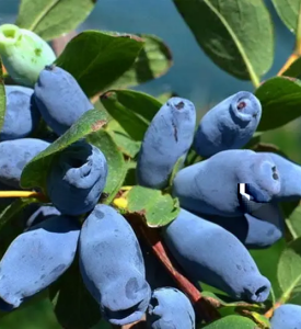 pépinièriste producteur de plants de camerisiers, baie de Mai en pot d